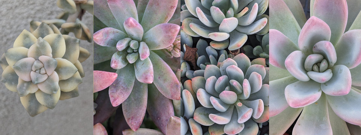 Graptoveria, Pachyveria, & Taciveria – This Doesn't Succulent